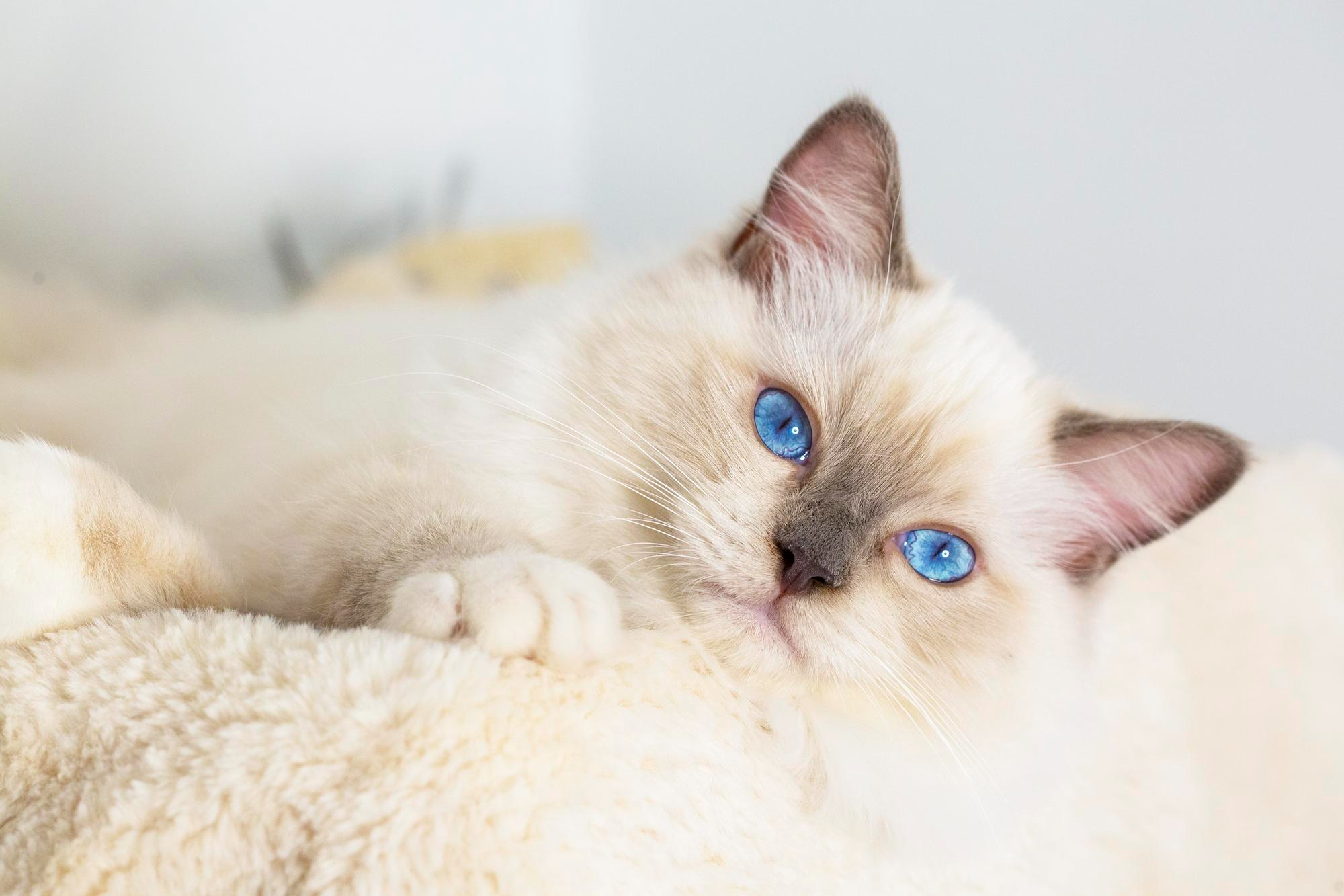 High-Rise Syndrome | Animed Pet Hospital