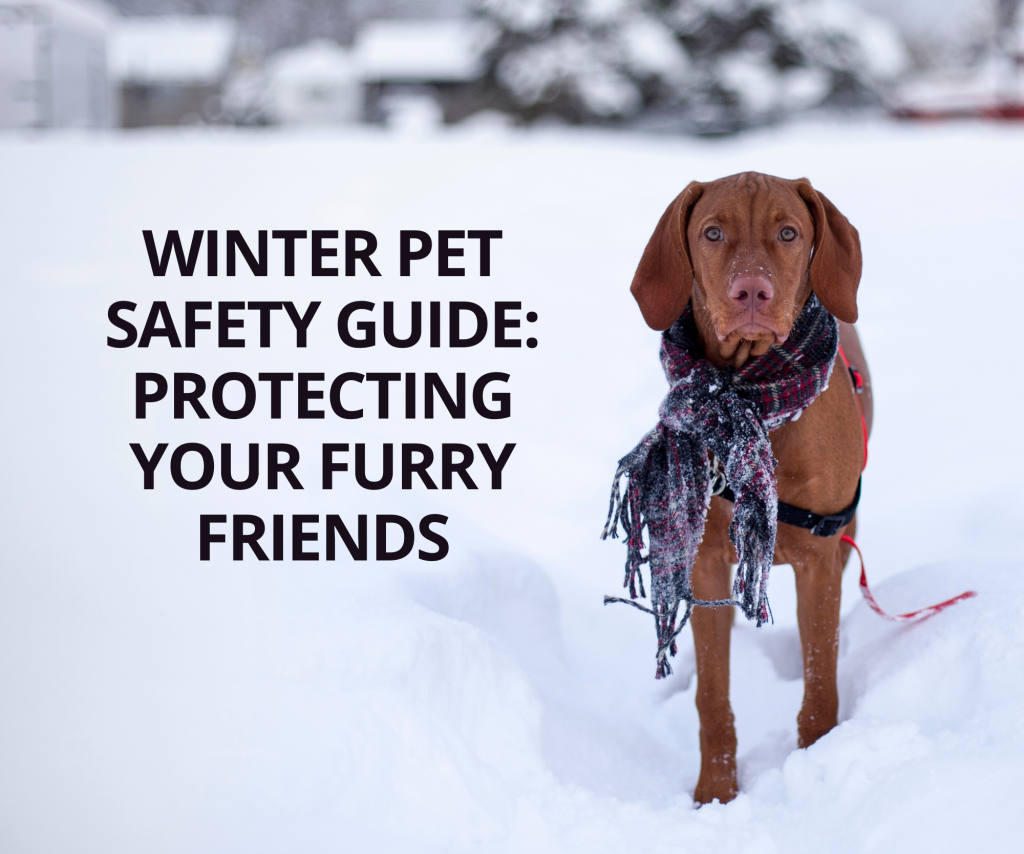 Winter Pet Safety Guide: Protecting Your Furry Friends | Animed Pet ...